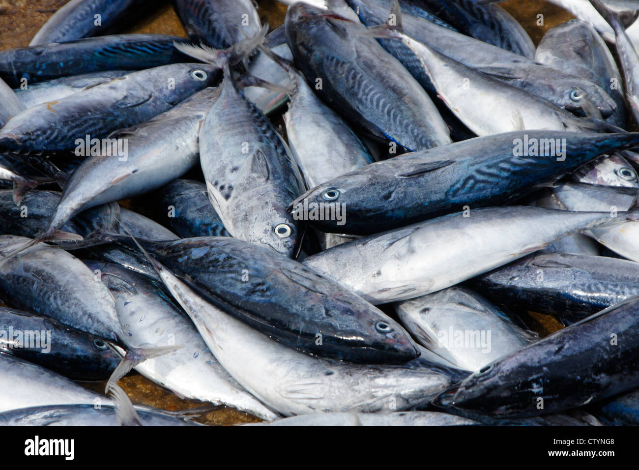 Sri lanka fish hi-res stock photography and images - Alamy