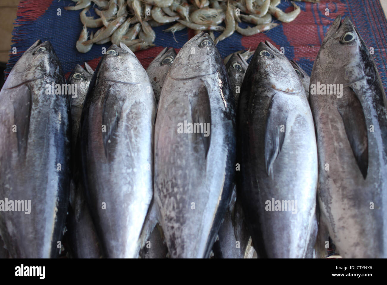 Fresh tuna fish at a market Stock Photo - Alamy