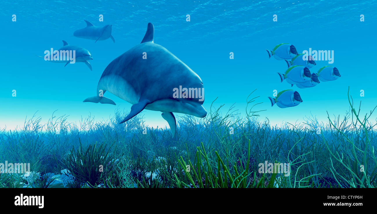 A school of Blue Tango fish beat a hasty retreat as a pod of dolphins ...