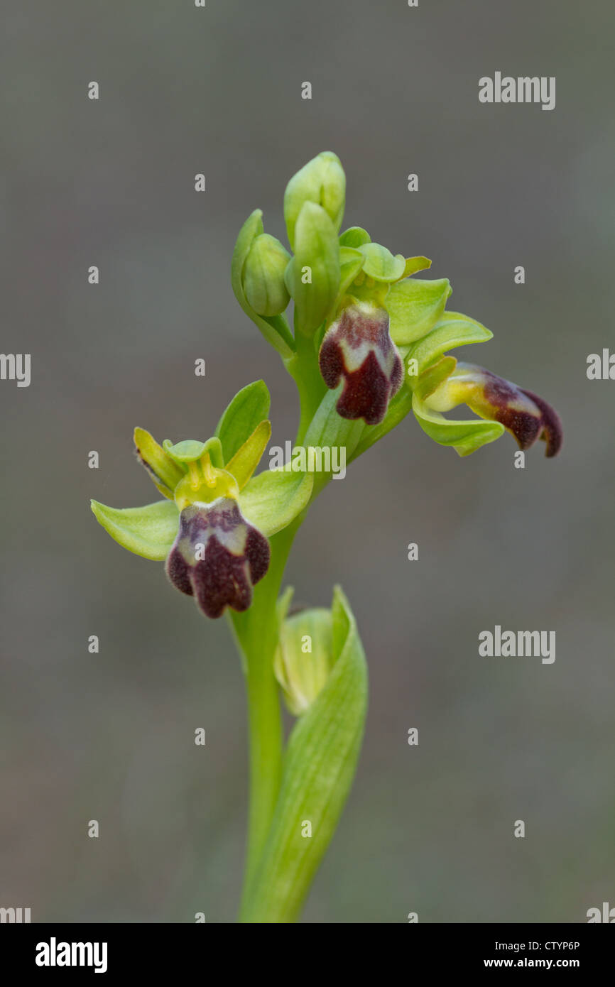 Ophrys Fusca flower Stock Photo - Alamy