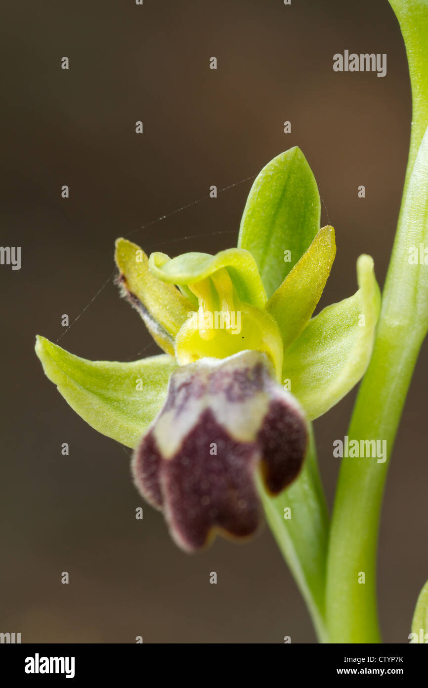 Ophrys Fusca flower Stock Photo - Alamy