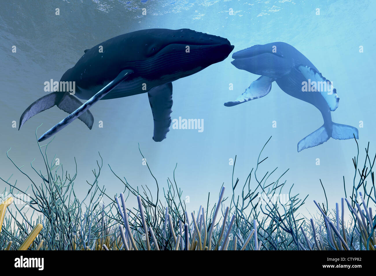 Two Humpback whales rest and sleep over a reef in shallow ocean waters ...