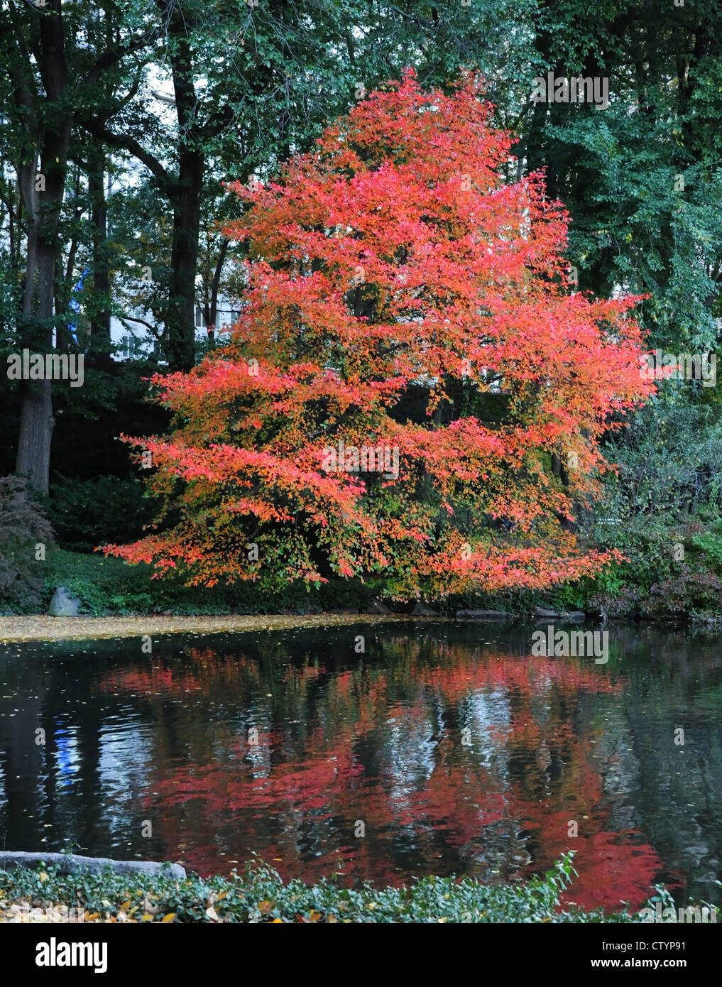 Autumn portrait, towards West 59th Street, red maple tree reflecting in ...