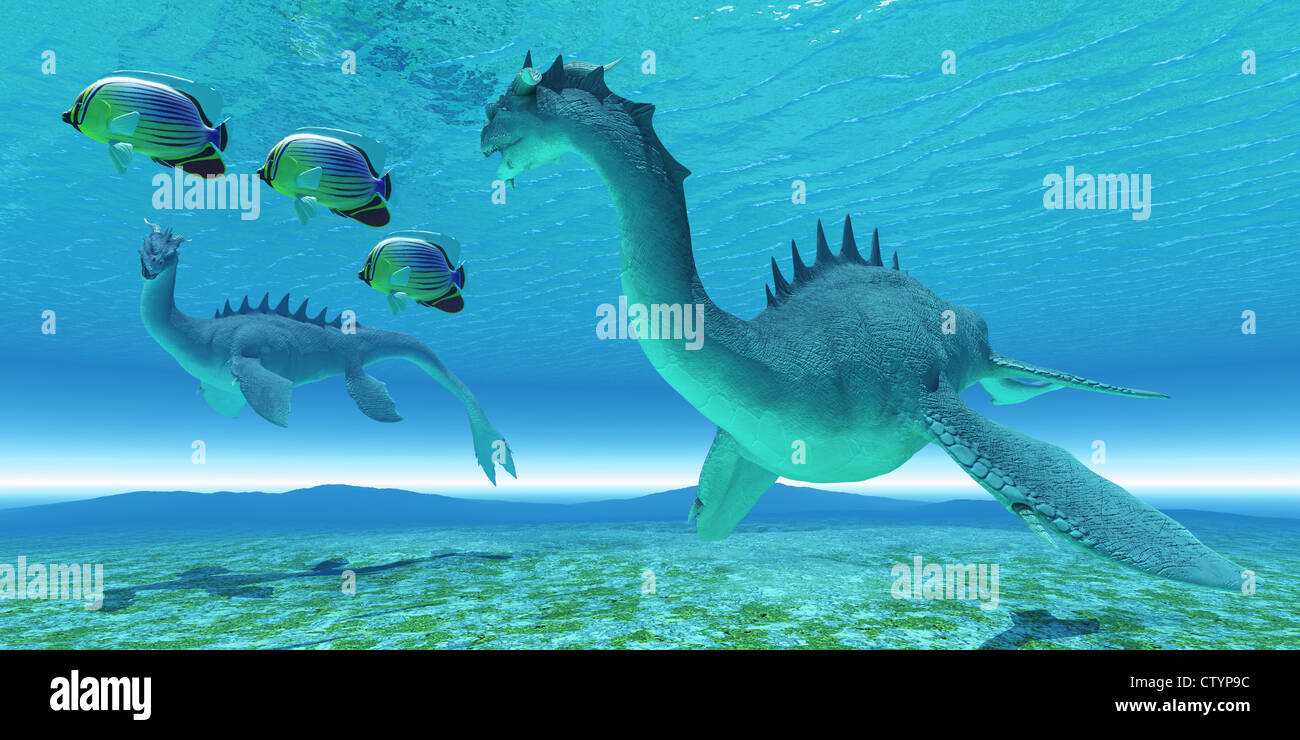 Two Sea Dragon fight over territory while three Redfin Angelfish swim ...