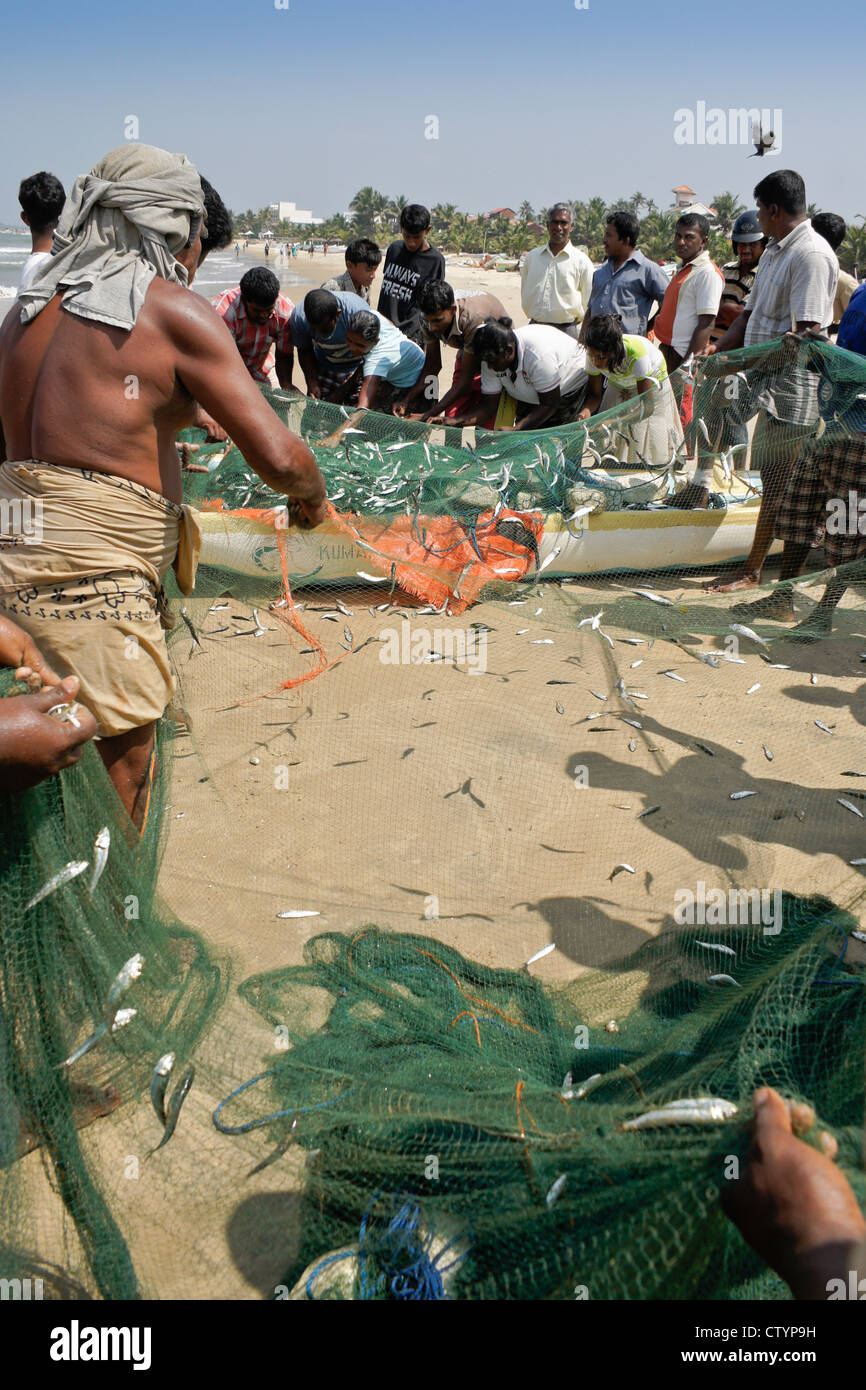 Sri lankan fish hi-res stock photography and images - Alamy