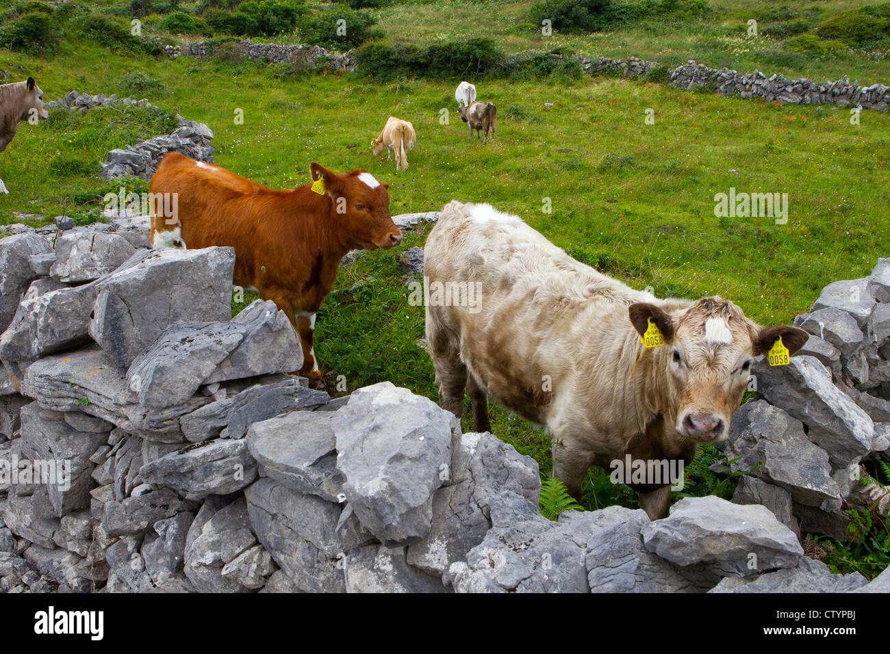 walled field of cattle Stock Photo - Alamy