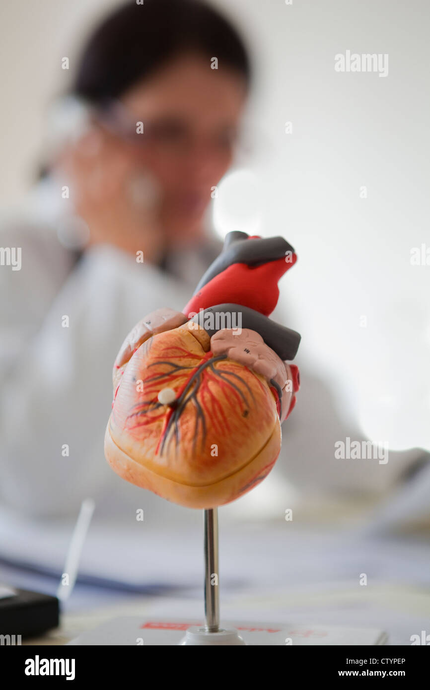 Model of human heart hi-res stock photography and images - Alamy