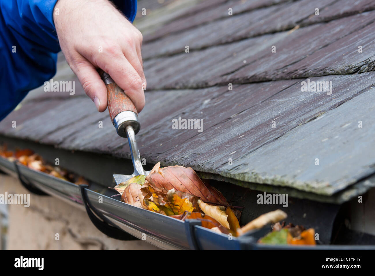 clearing gutter of autumn leaves Stock Photo - Alamy clearing gutter of autumn leaves Stock Photo - Alamy