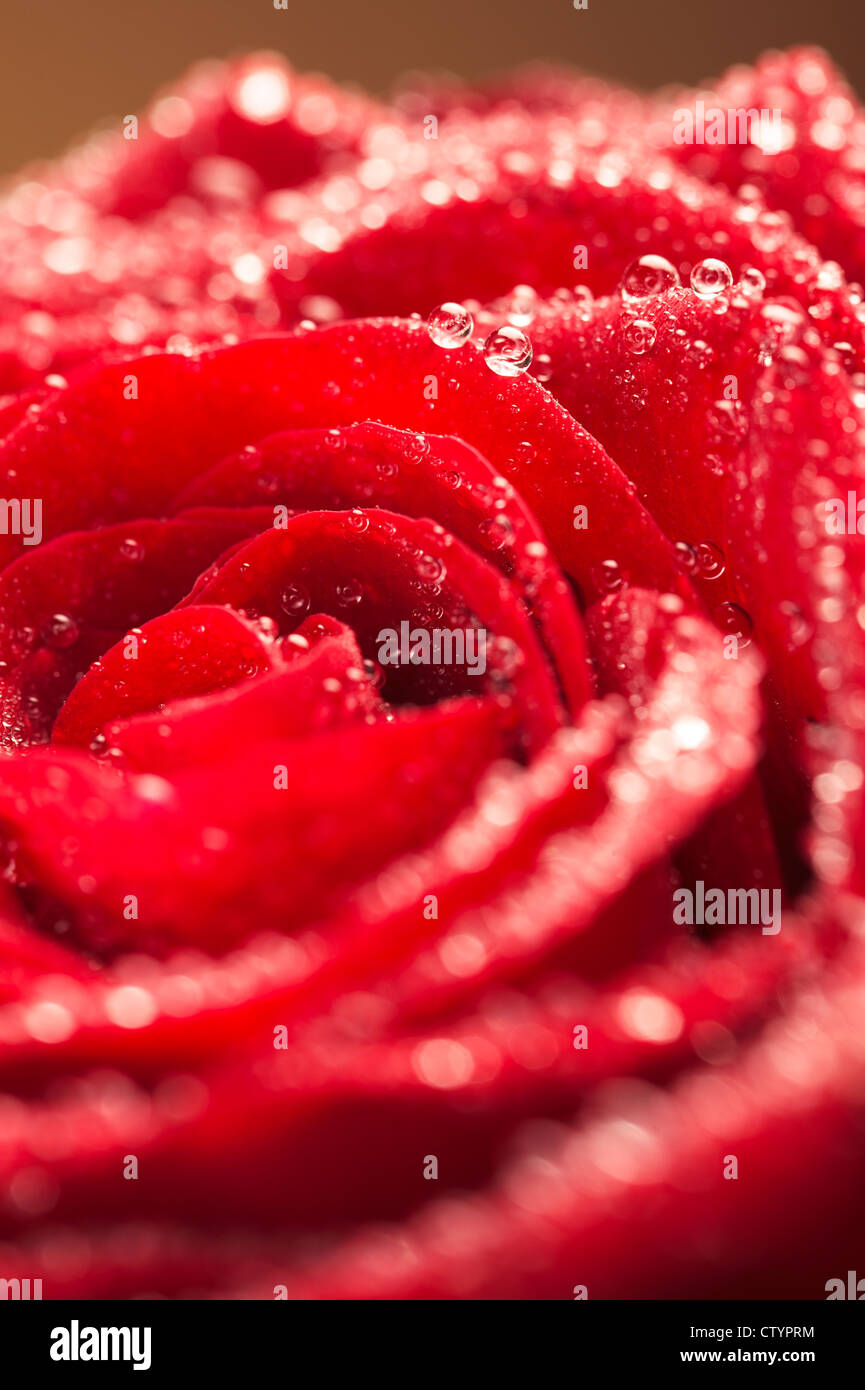deep red rose frower background with water drops, shallow DOF Stock ...