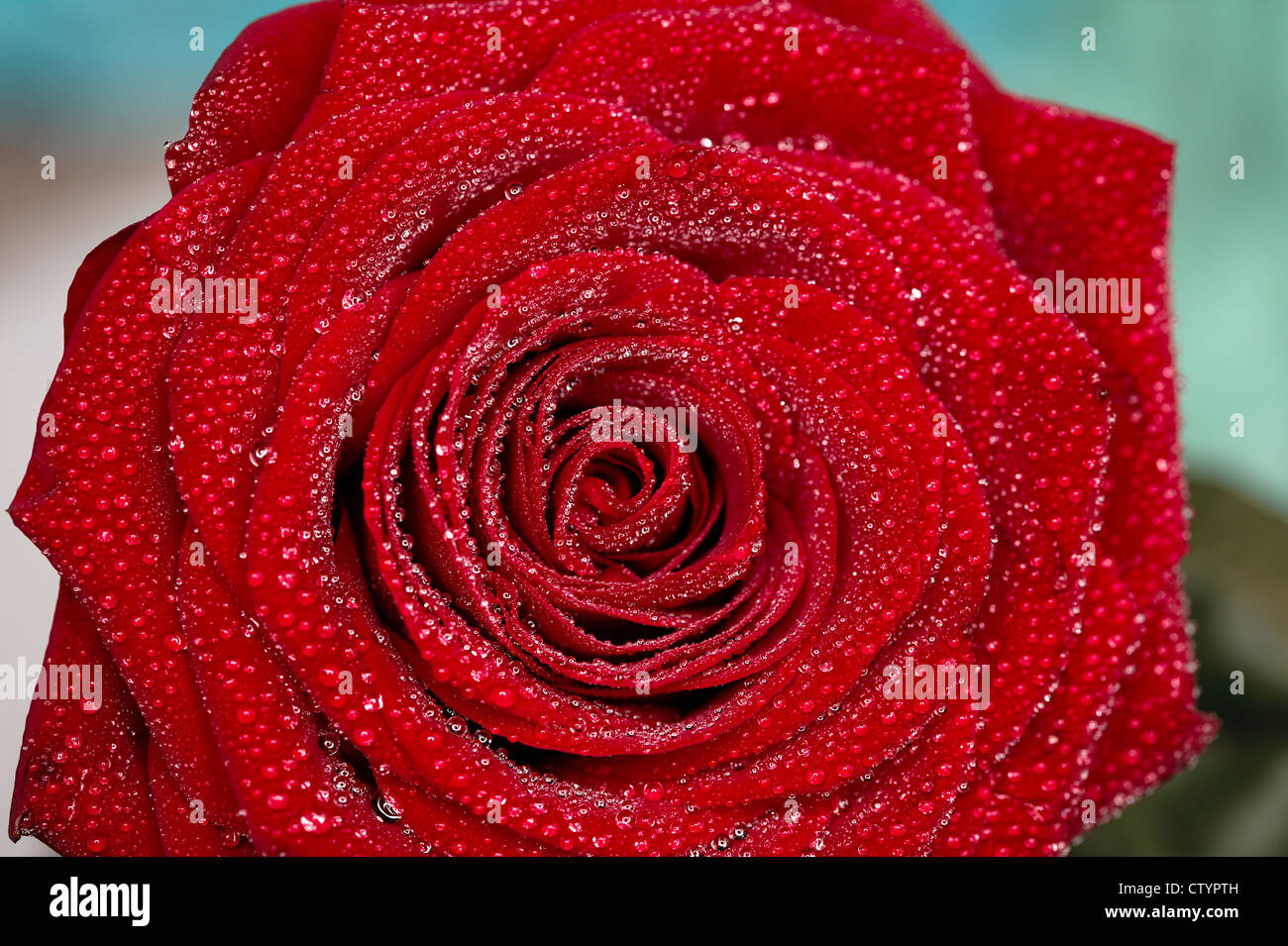 deep red rose frower background with water drops, shallow DOF Stock ...