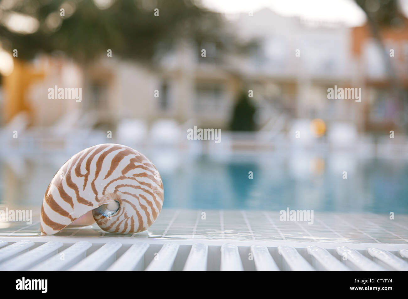 nautilus shall at swimming pool edge, super shallow dof, hotel on ...