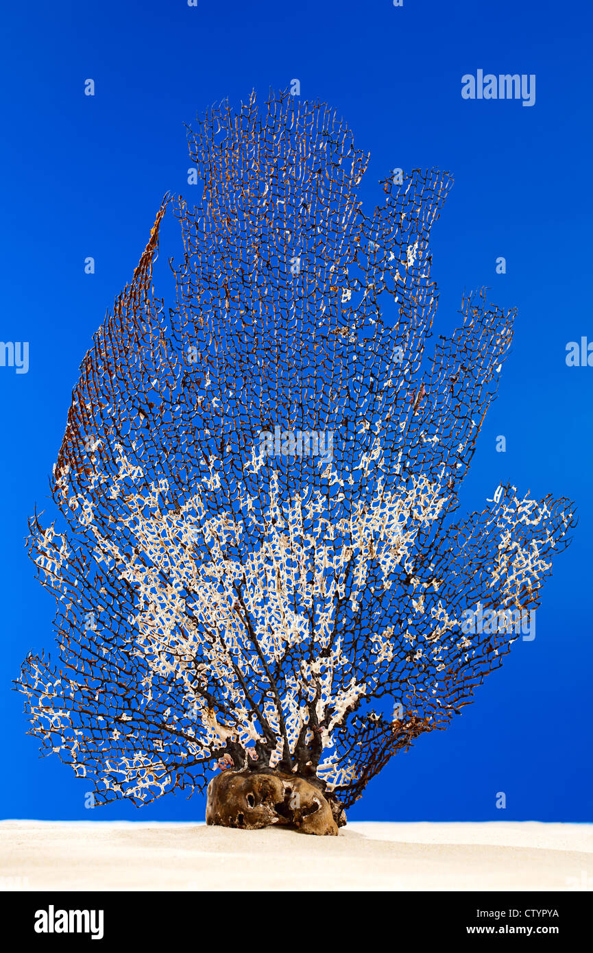 Tropical fan studio hi-res stock photography and images - Alamy