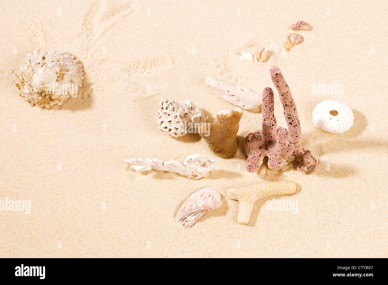 Dried corals and shell on sand Stock Photo - Alamy