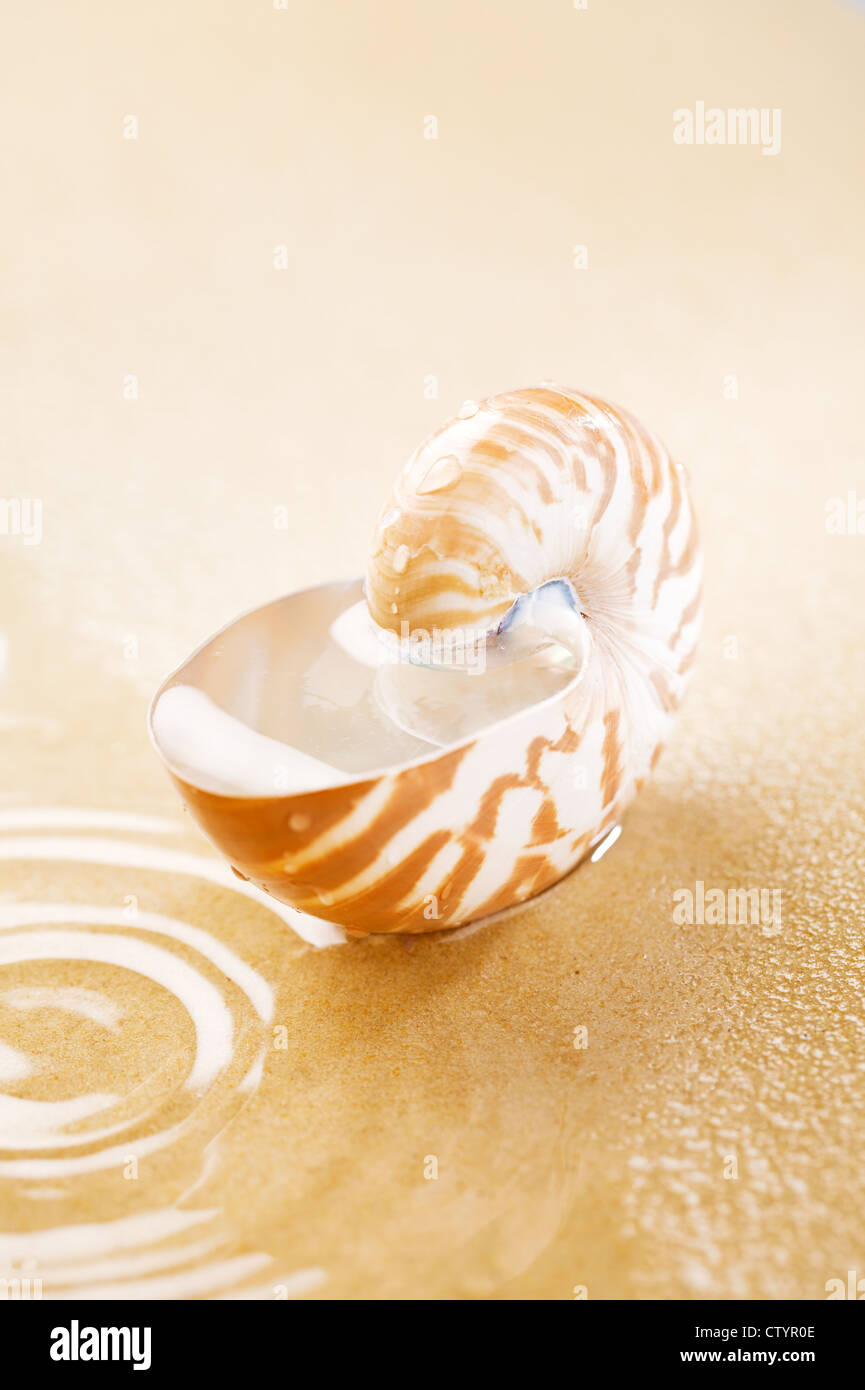 Water edge shell hi-res stock photography and images - Alamy
