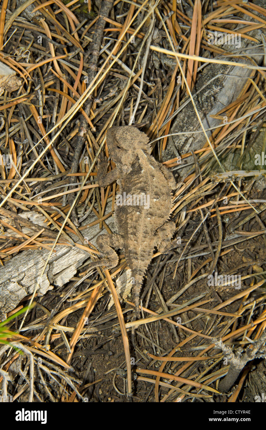 Juvenile Greater Short-horned Lizard (Phrynosoma hernandesi), Ridgway ...