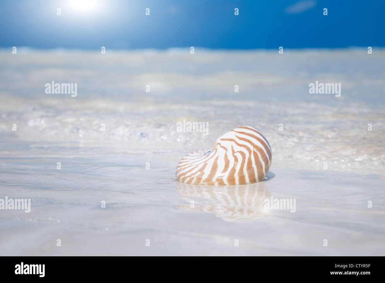nautilus sea shell water sun and blue sky Stock Photo - Alamy