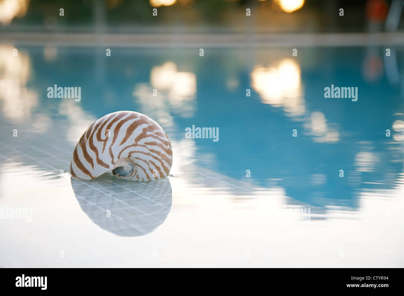 nautilus shell at swimming pool edge, super shallow dof, hotel on ...