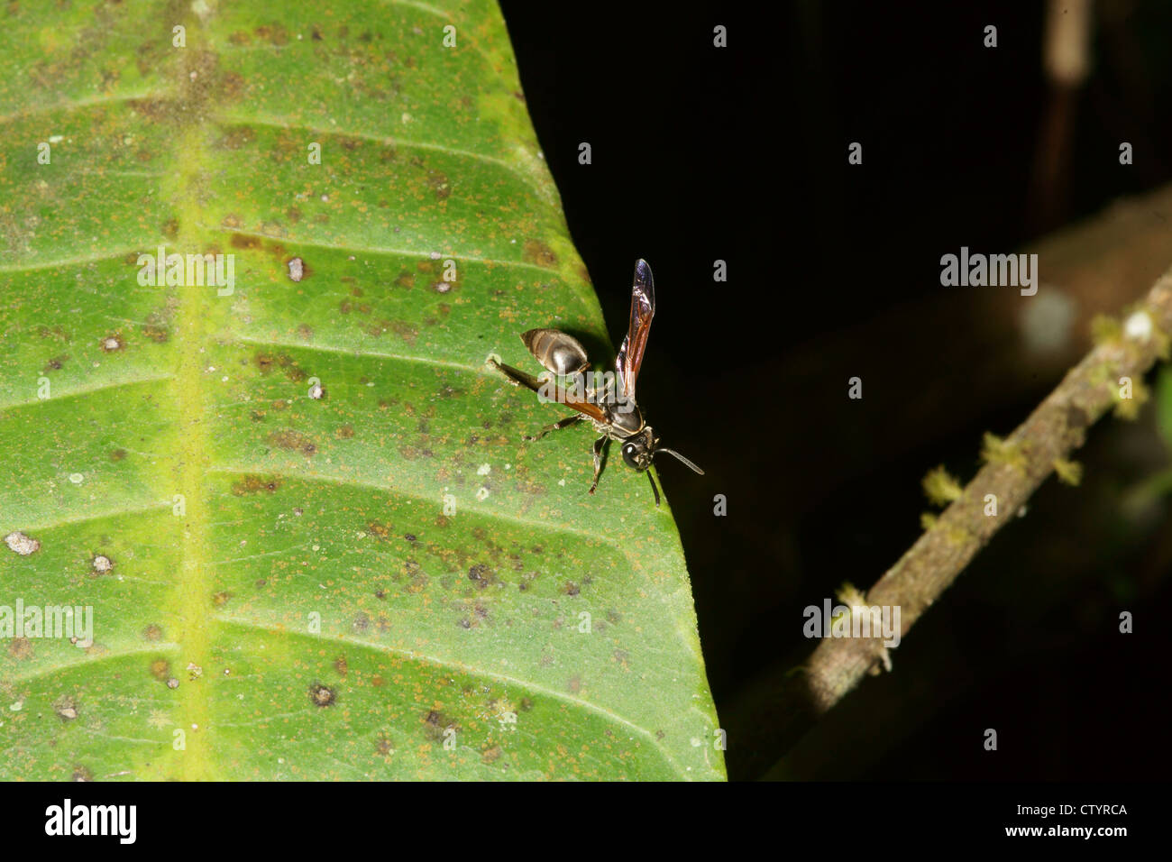 Dragonfly wasp hi-res stock photography and images - Alamy