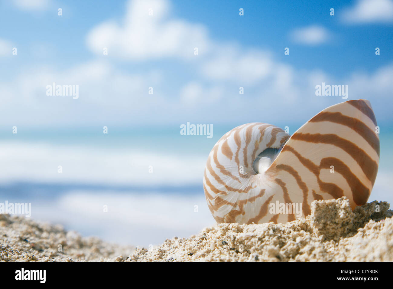 nautilus shell on beach sand and blue tropical sea, shallow dof Stock ...