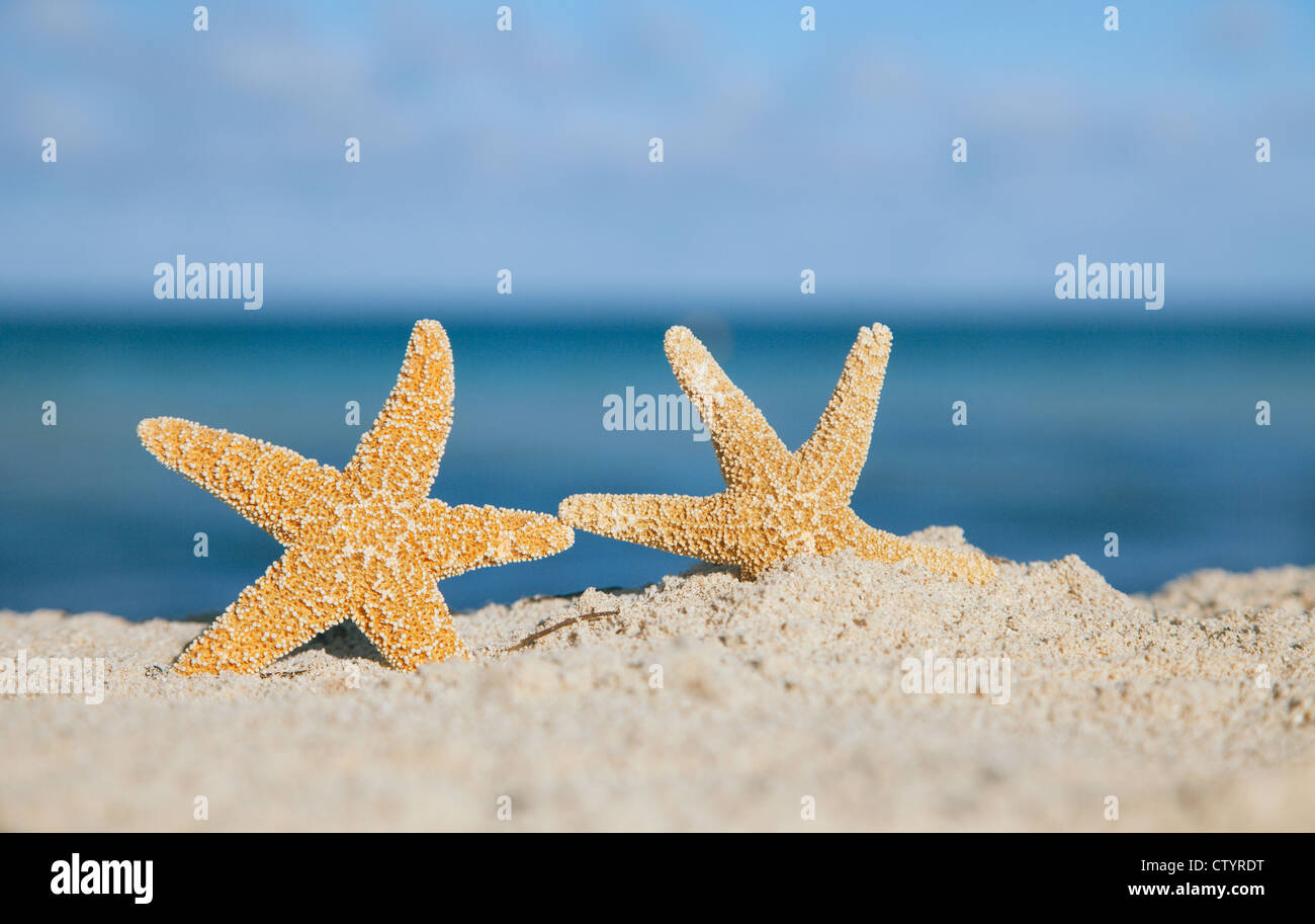 two sea star starfish on beach, blue sea and beach sand, shallow dof ...