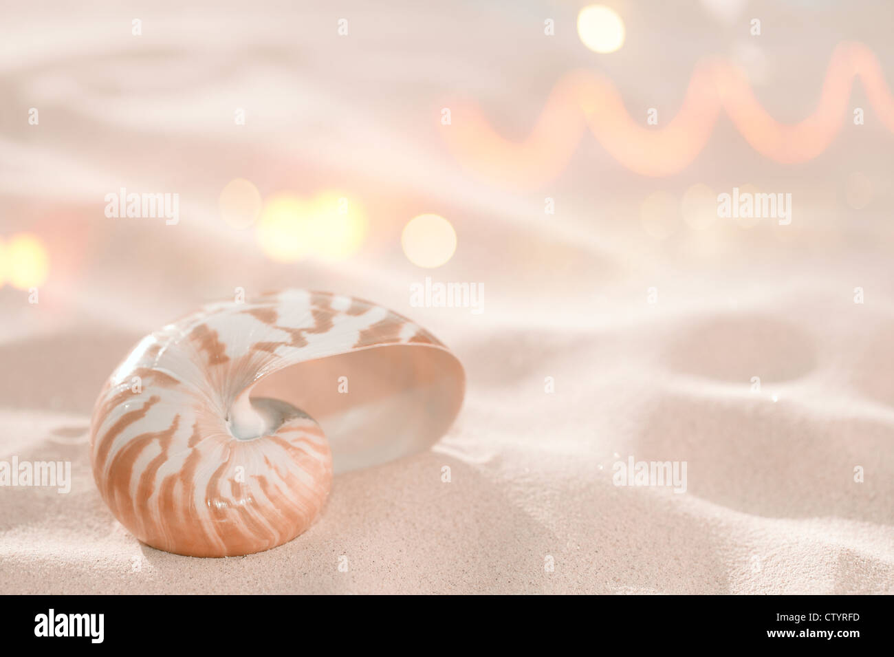 nautilus shell on beach sand and tropical golden sun light with ...
