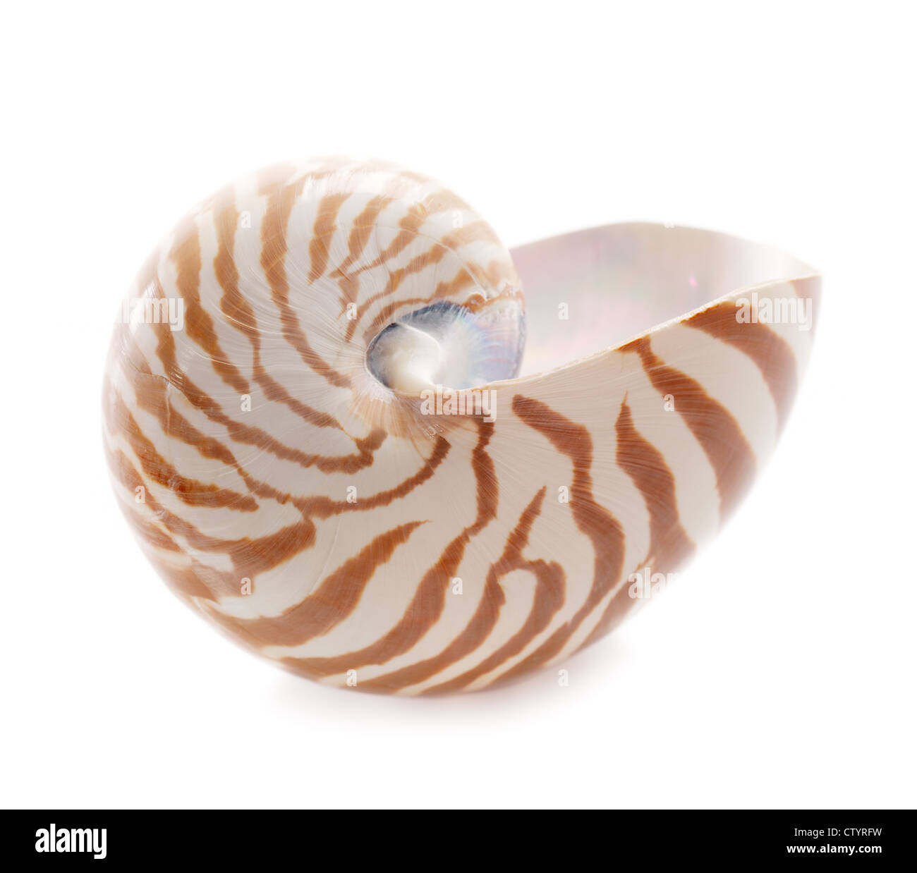 Nautilus pompilius sea shell, isolated on white, shallow dof Stock ...