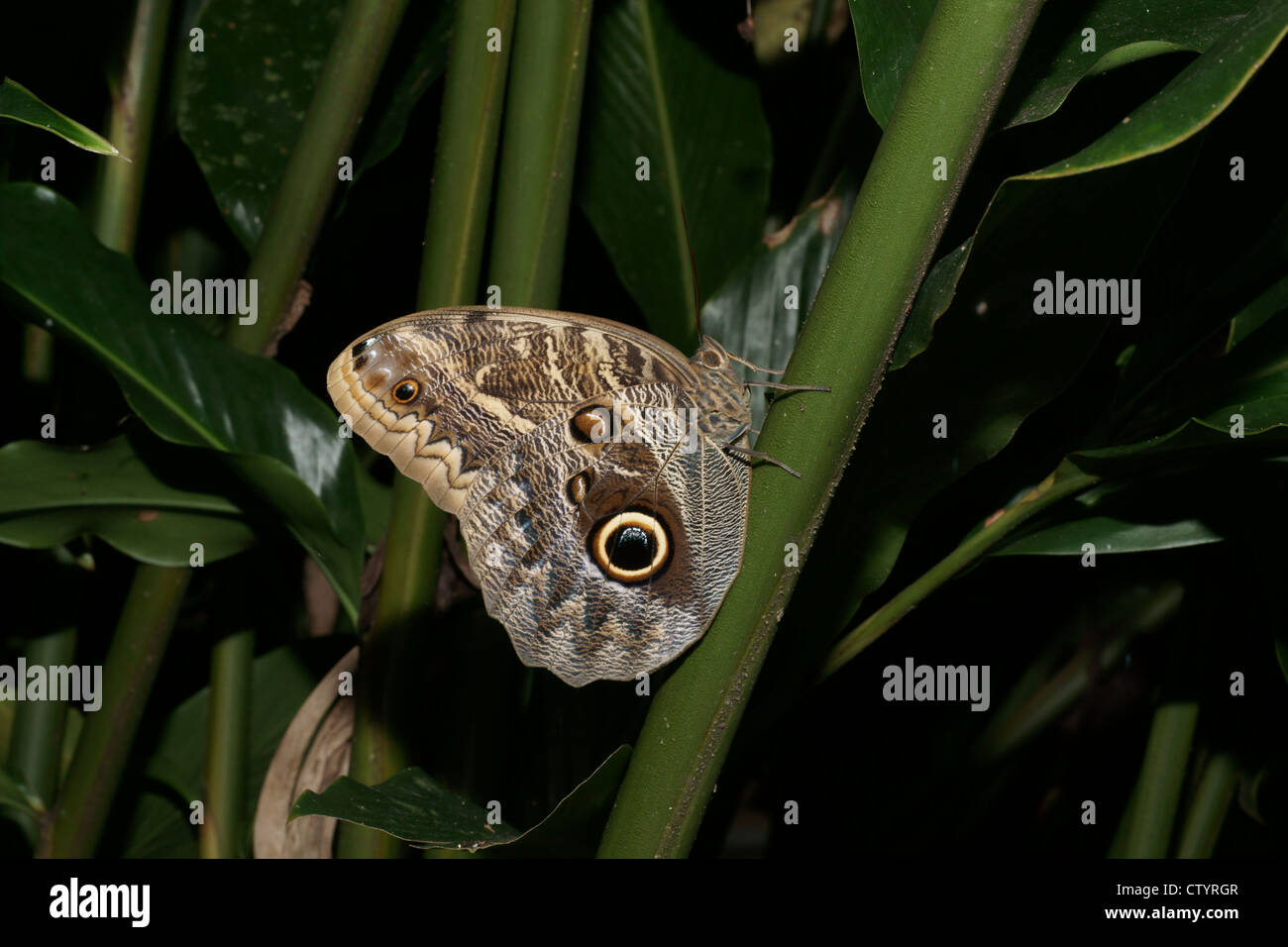 Black red butterfly rest hi-res stock photography and images - Alamy