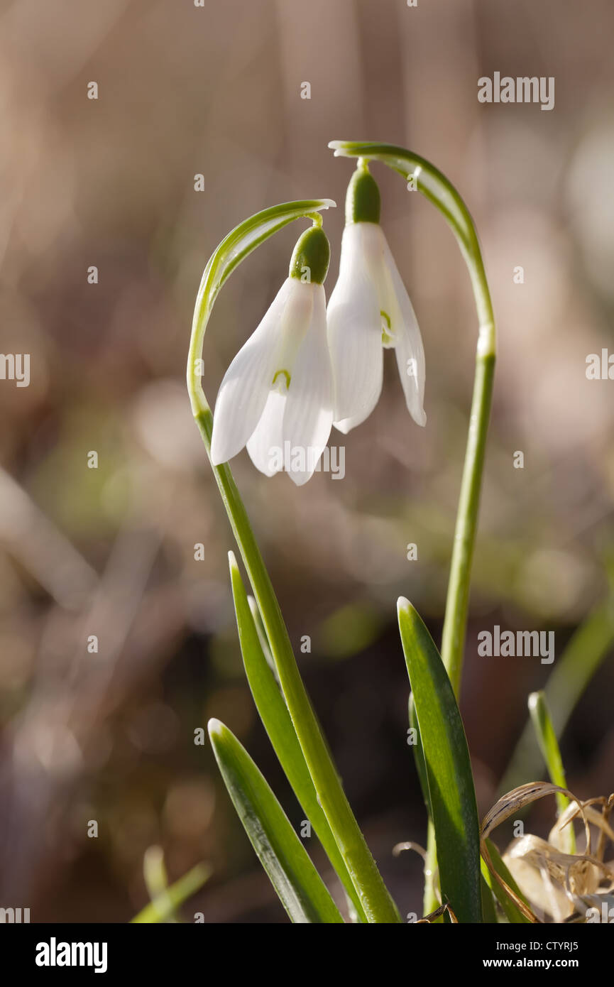 Lovely snowdrop hi-res stock photography and images - Alamy