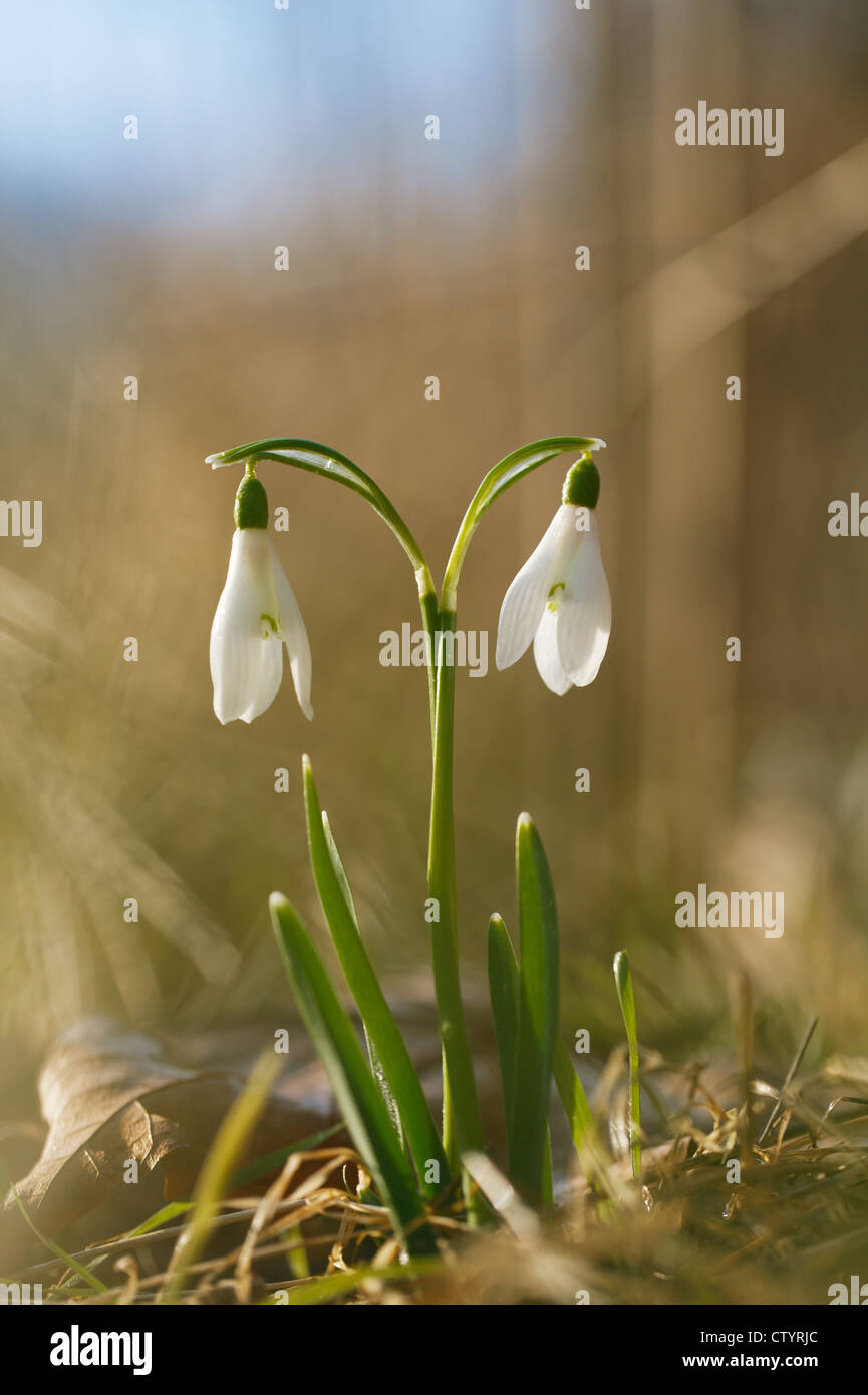 two lovely snowdrop flowers soft focus, perfect for postcard Stock ...