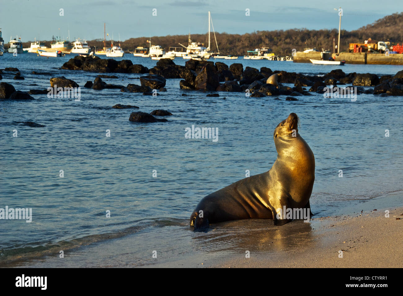 Sea-lion enjoying the sun on the shore in Galapagos, Ecuador Stock ...
