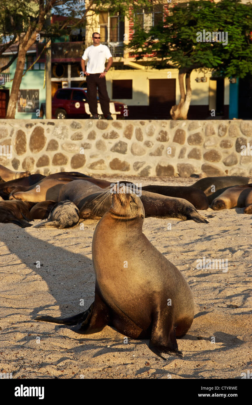Sea lion enjoying the sunbath with other sea lions behind. Galapagos, Ecuador Stock Photo - Alamy
