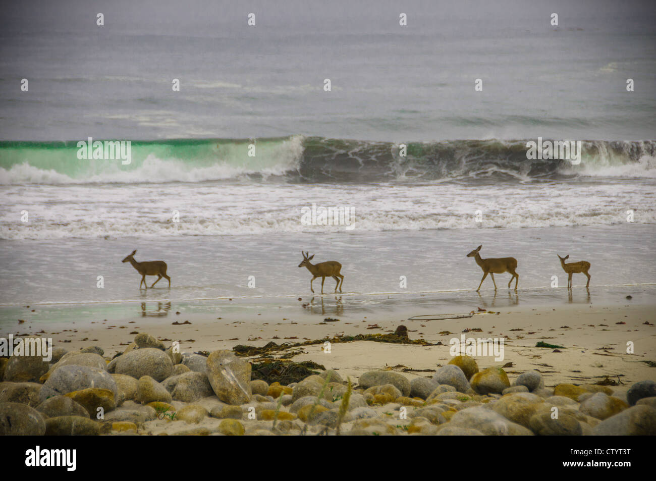 Deer in Surf in the Ocean Stock Photo - Alamy