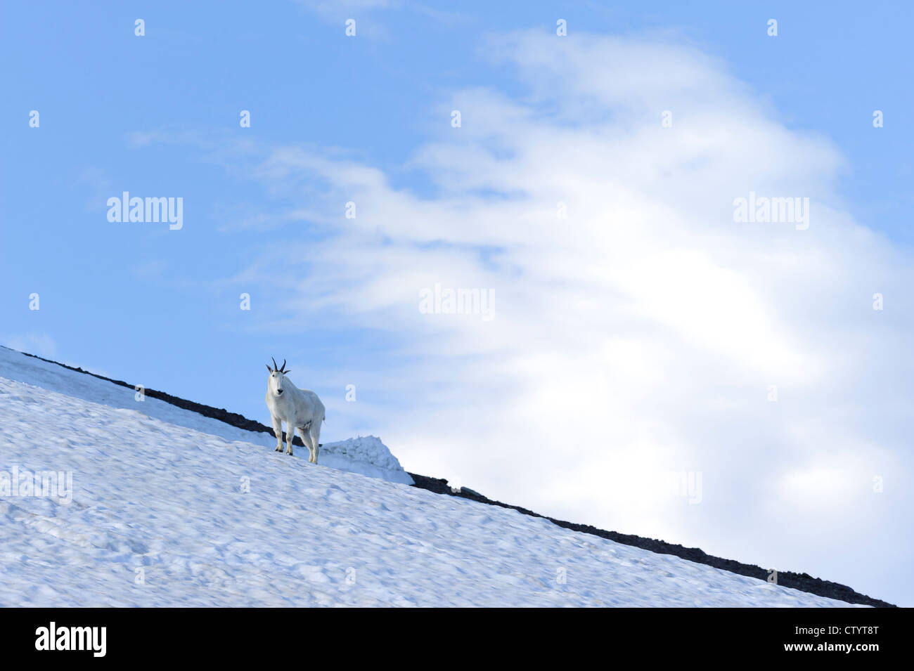 A mountain goat (Oreamnos americanus) stands on top of a snow field in ...