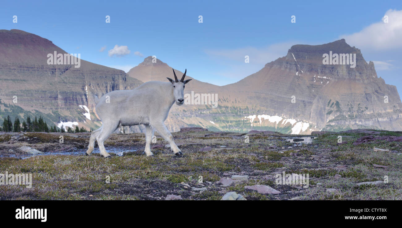 A mountain goat (Oreamnos americanus) strides in front of a beautiful ...