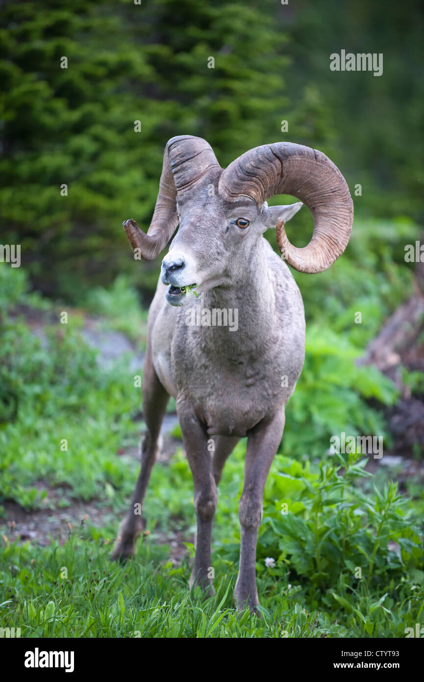 Ram eating hi-res stock photography and images - Alamy