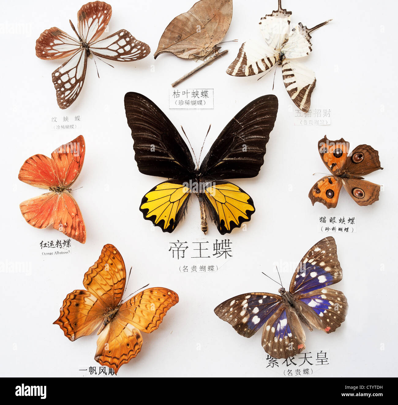 Butterfly specimens hi-res stock photography and images - Alamy