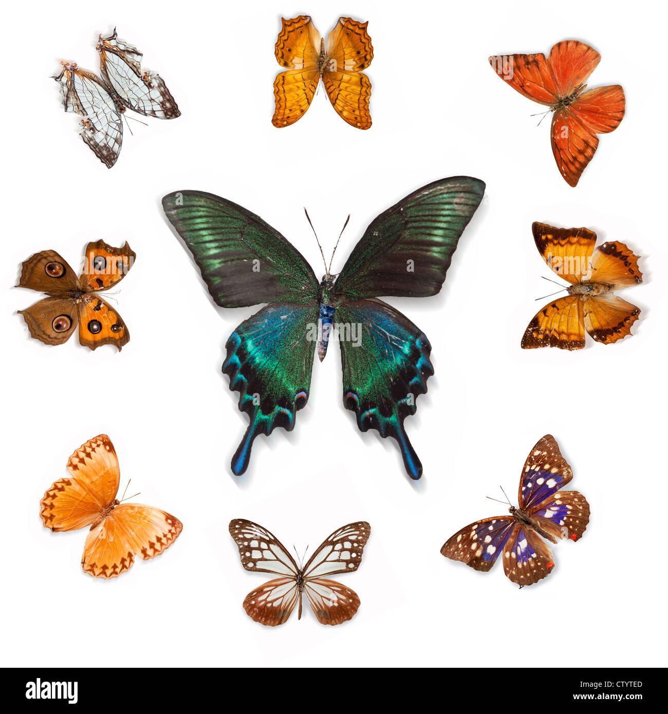 Butterfly specimens hi-res stock photography and images - Alamy