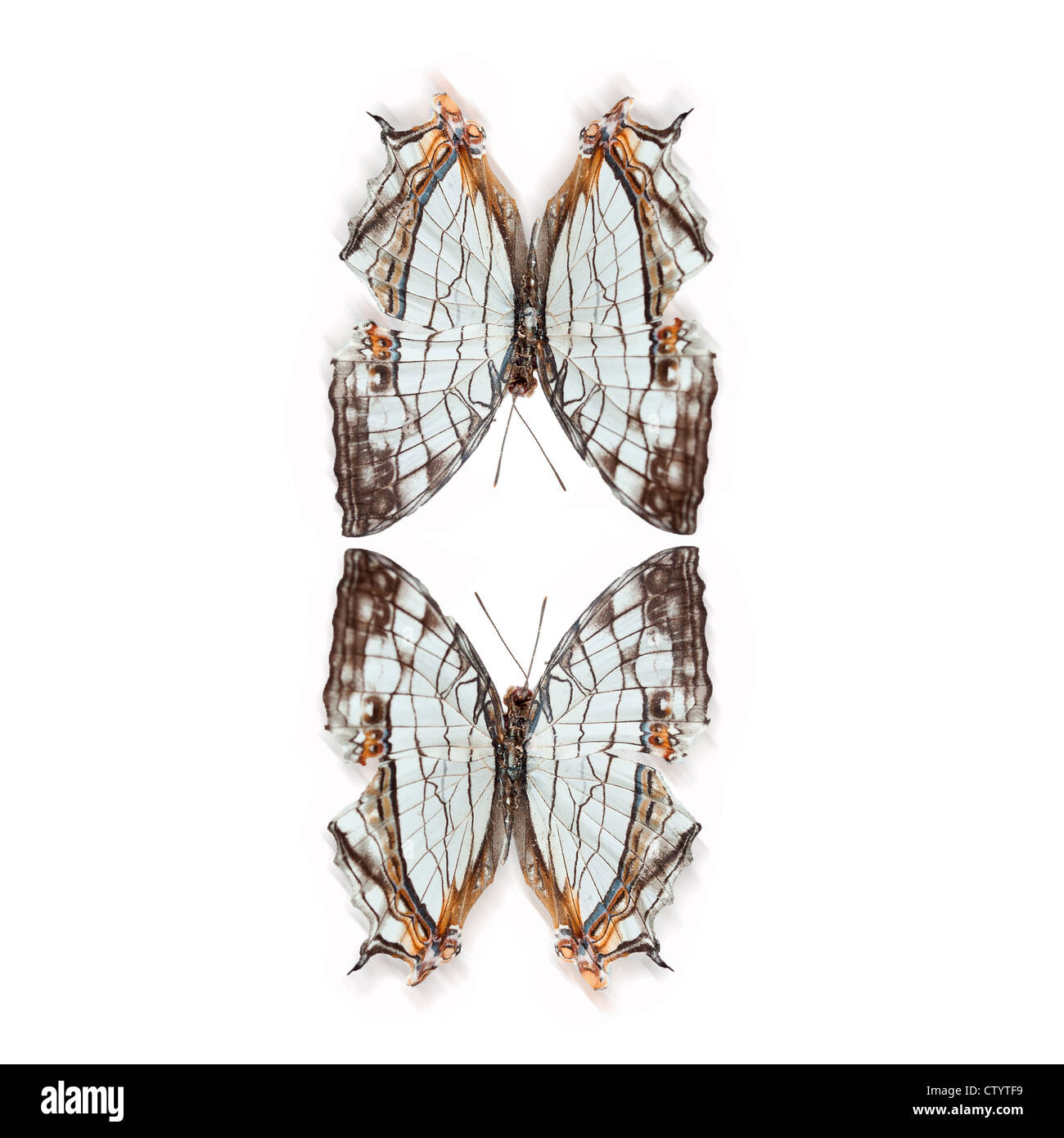 Butterfly specimens hi-res stock photography and images - Alamy
