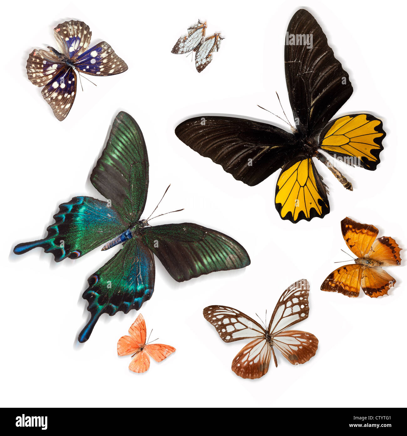 Butterfly specimens hi-res stock photography and images - Alamy