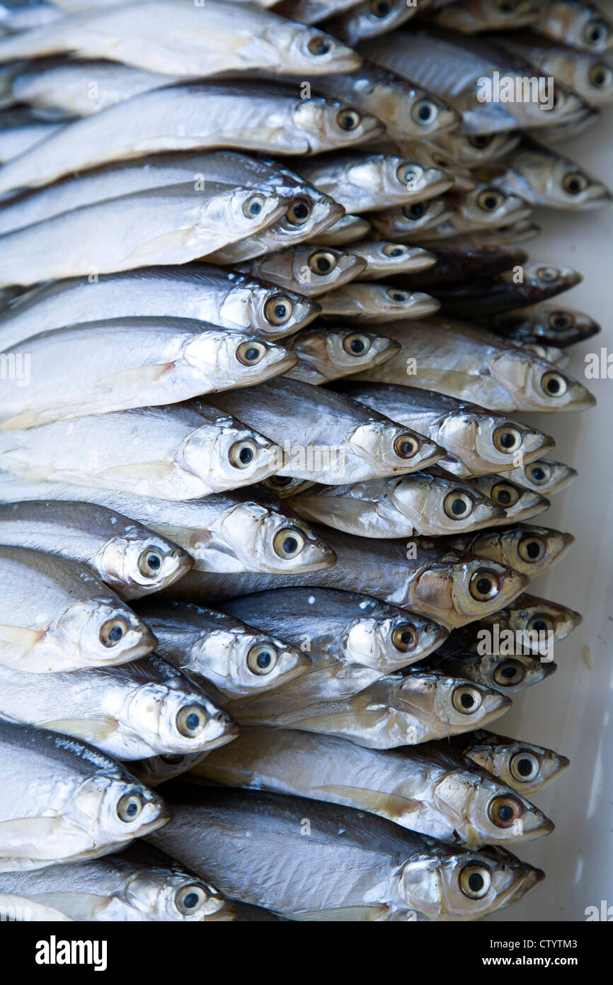 Dried fish Orderly rows of fish Stock Photo - Alamy