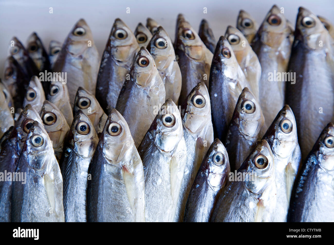 Dried fish Orderly rows of fish Stock Photo - Alamy