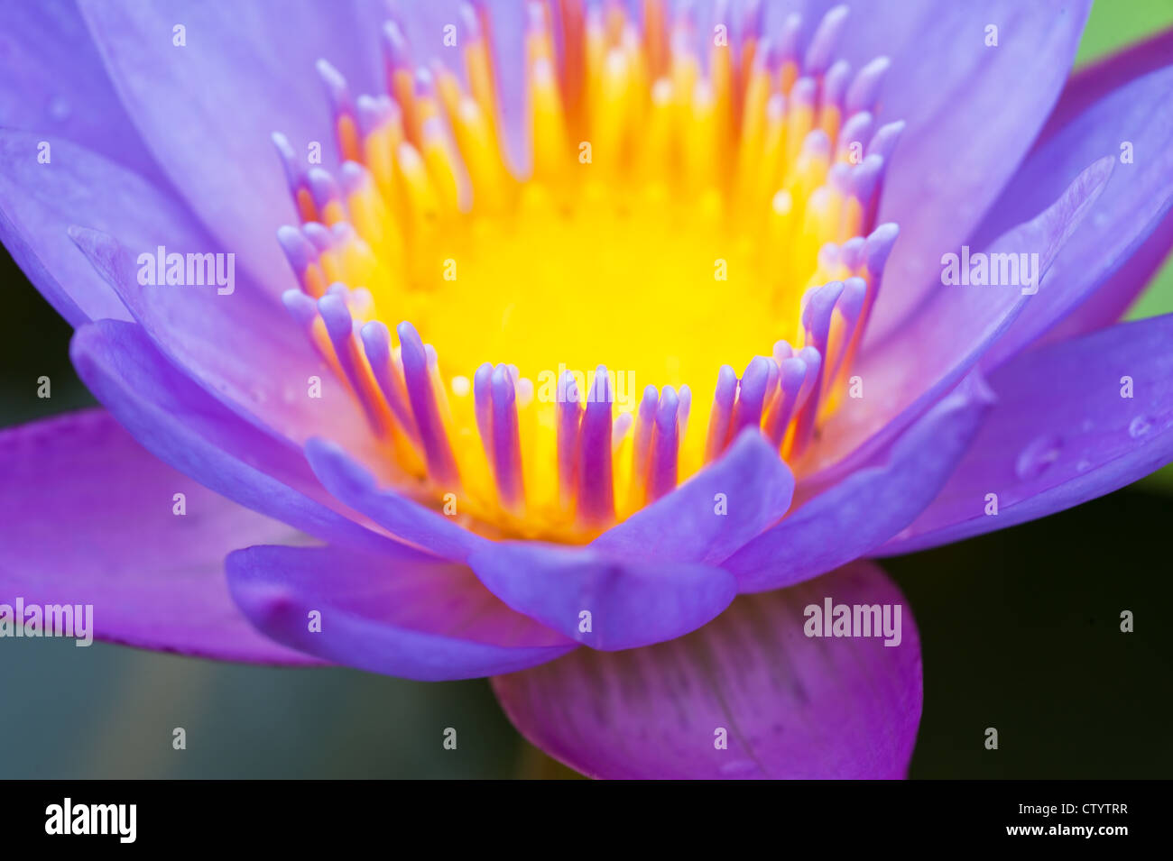 Blue lotus hi-res stock photography and images - Alamy