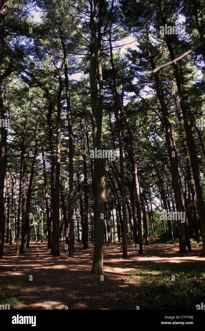 Wide view of a group of trees in a park Stock Photo - Alamy
