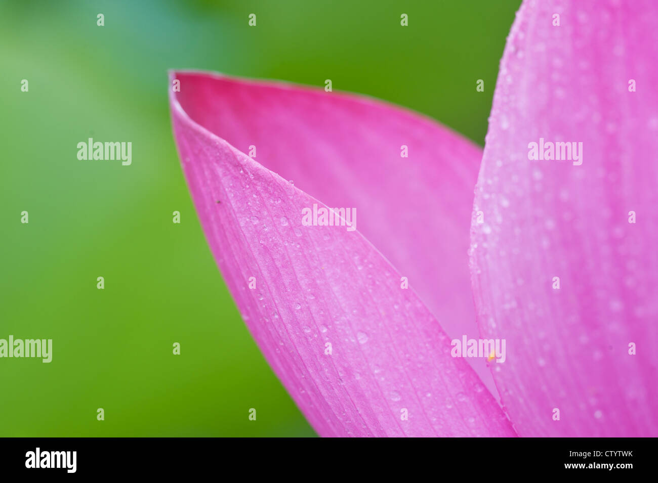 Lotus in full bloom Stock Photo - Alamy