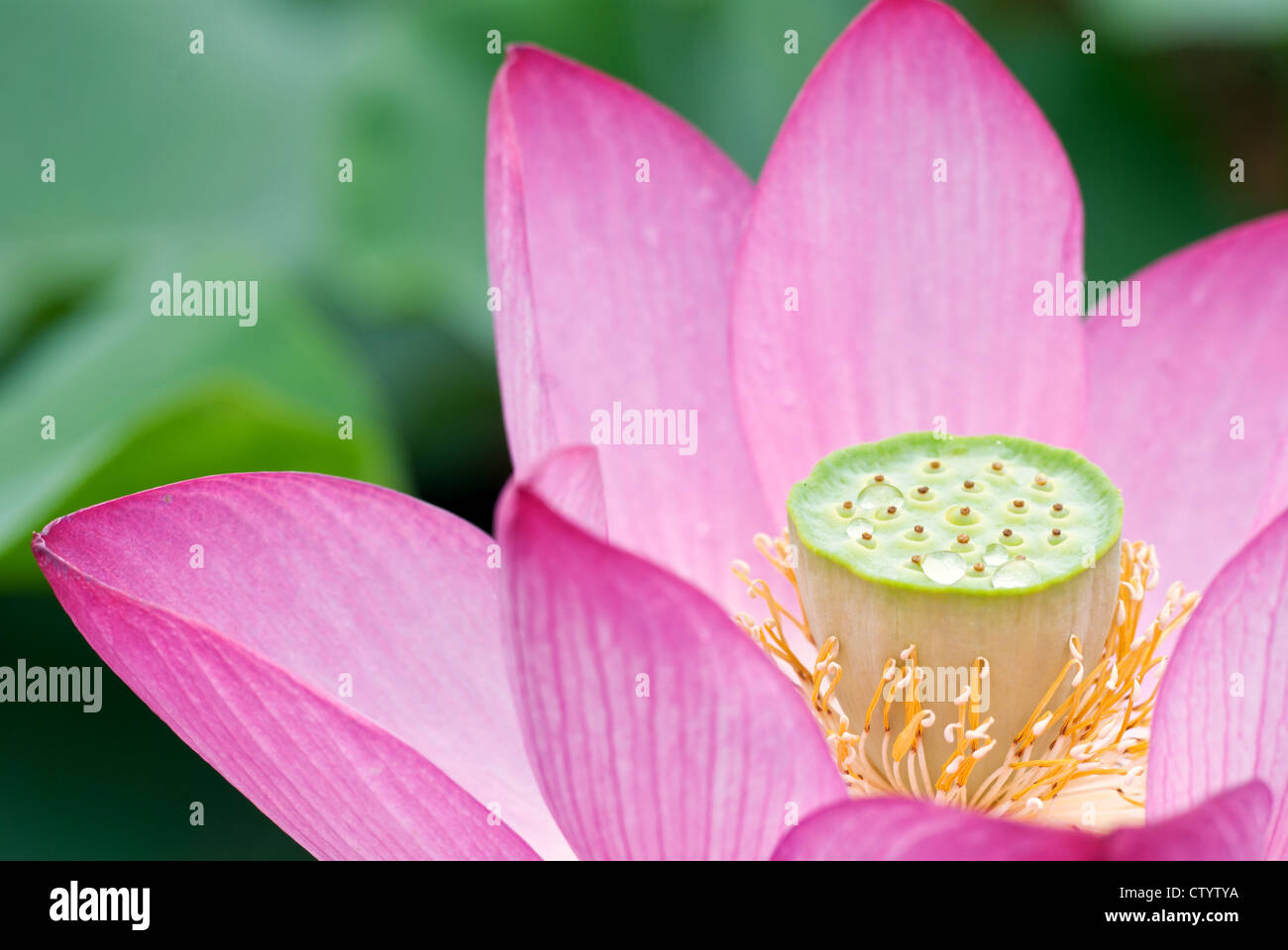 Lotus in full bloom Stock Photo - Alamy