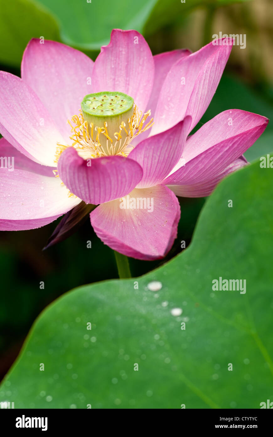 Lotus in full bloom Stock Photo - Alamy