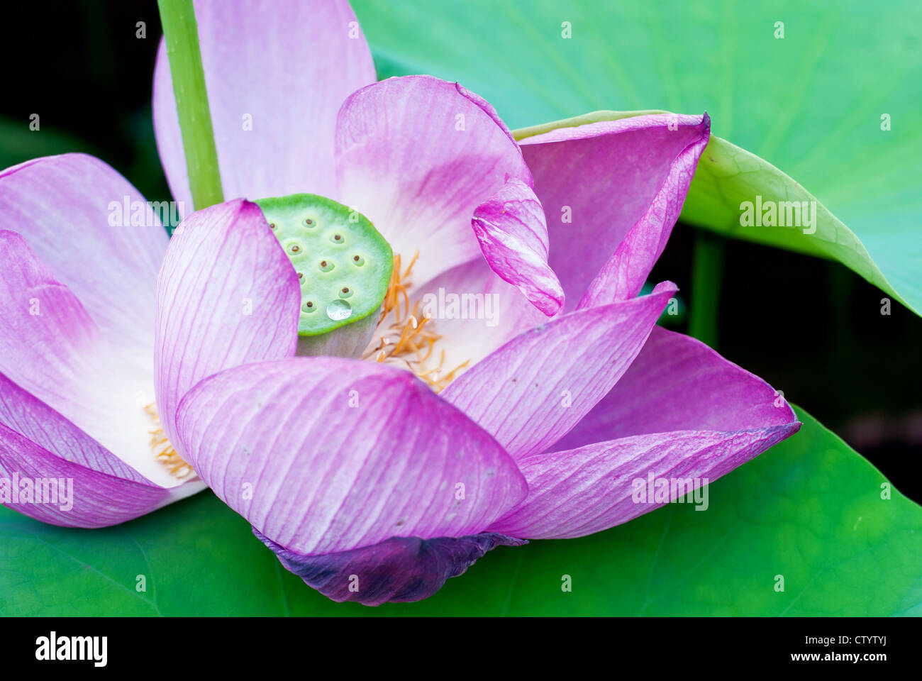 Lotus in full bloom Stock Photo - Alamy