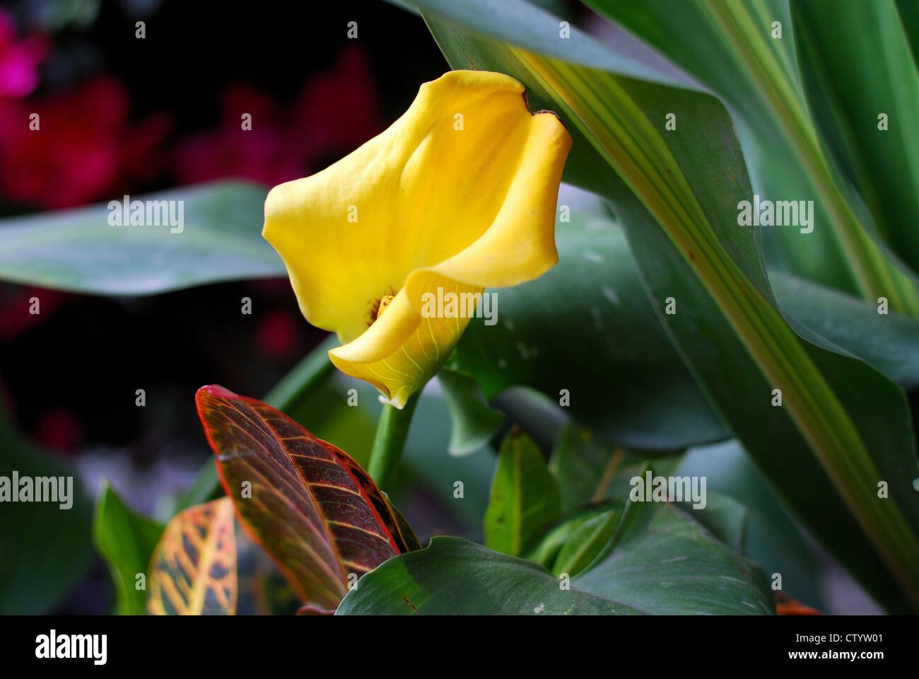 Noble of flowers hi-res stock photography and images - Alamy