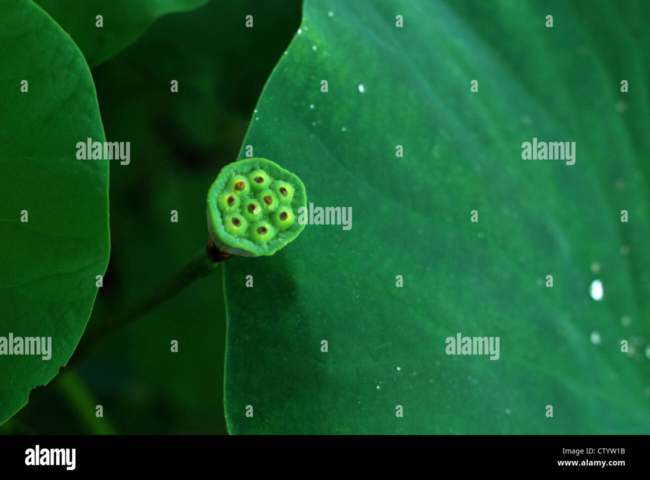 Lotus root and seeds hi-res stock photography and images - Alamy