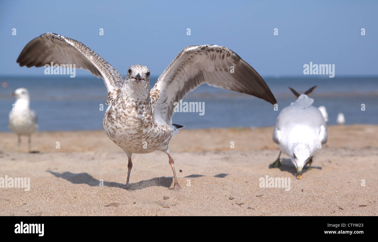 Sea wing hi-res stock photography and images - Alamy